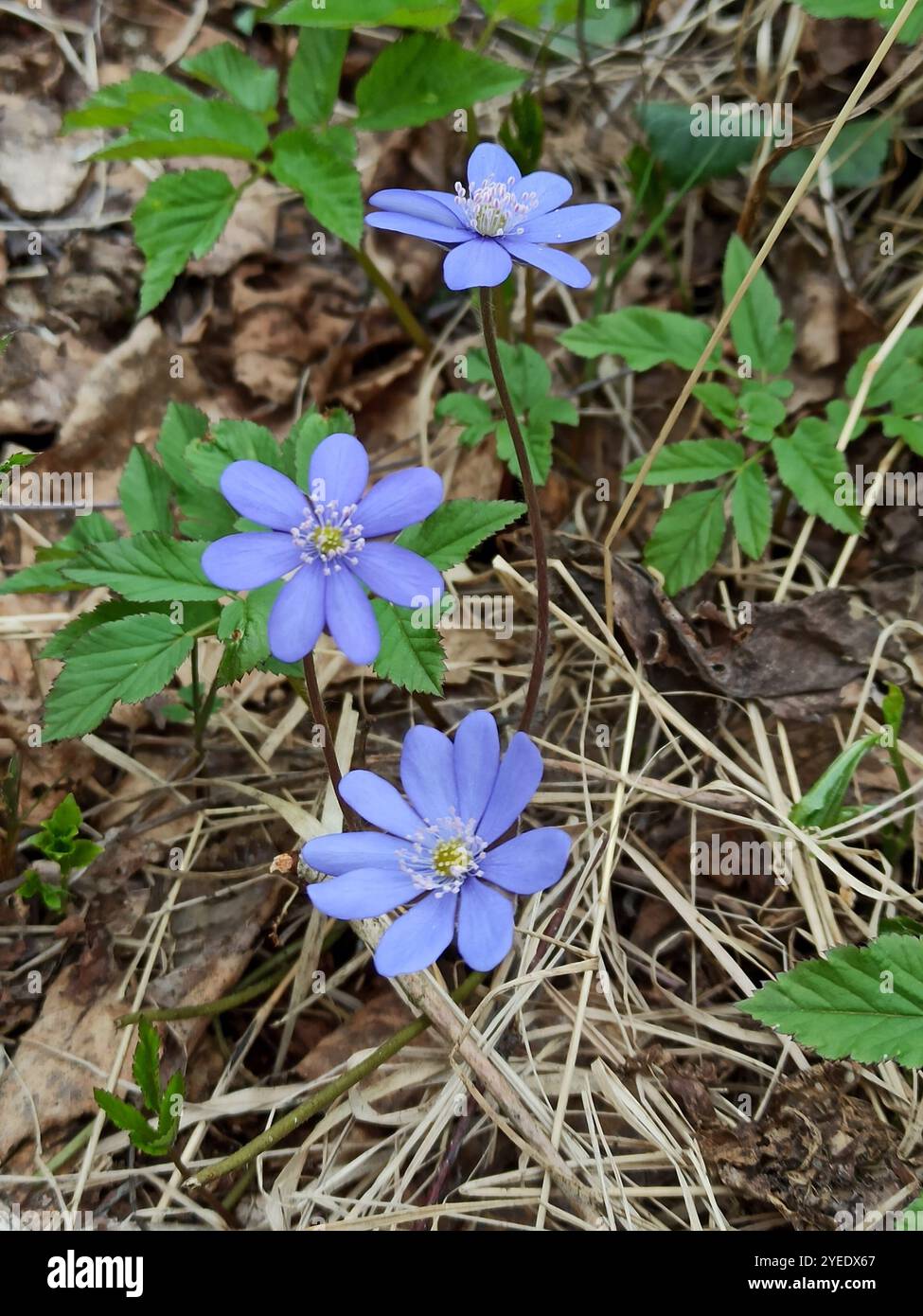 Liverleaf (Hepatica nobilis Stock Photo - Alamy