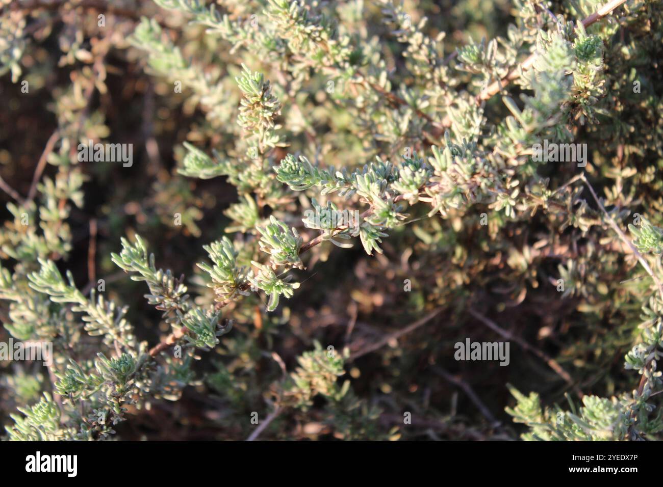 Cape Snow Bush (Eriocephalus africanus Stock Photo - Alamy
