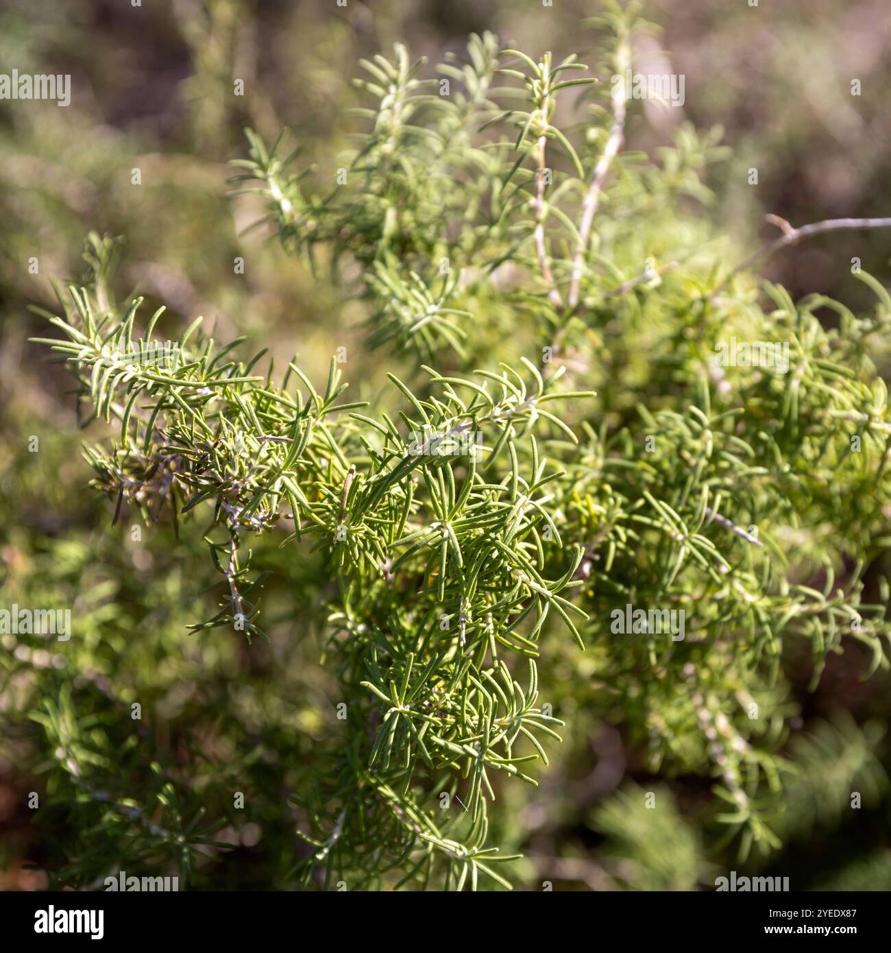 Algerian rosemary hi-res stock photography and images - Alamy