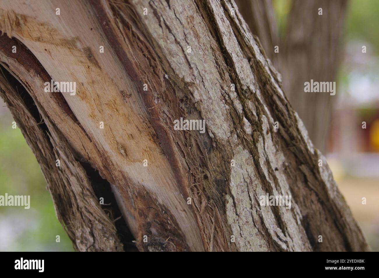 Cordia lutea hi-res stock photography and images - Alamy