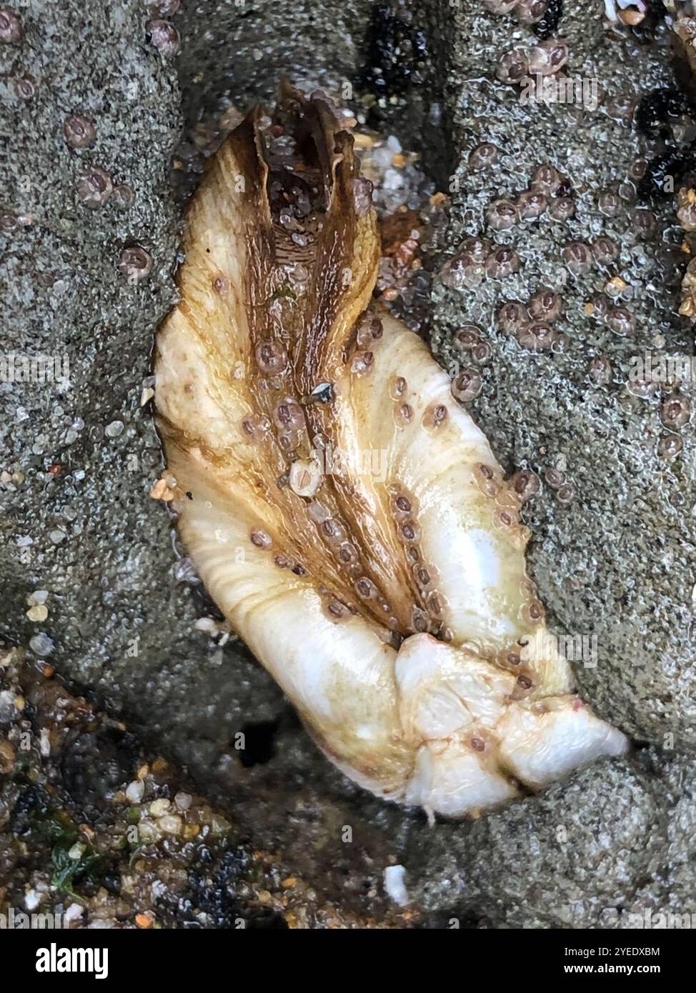 Penitella penita hi-res stock photography and images - Alamy