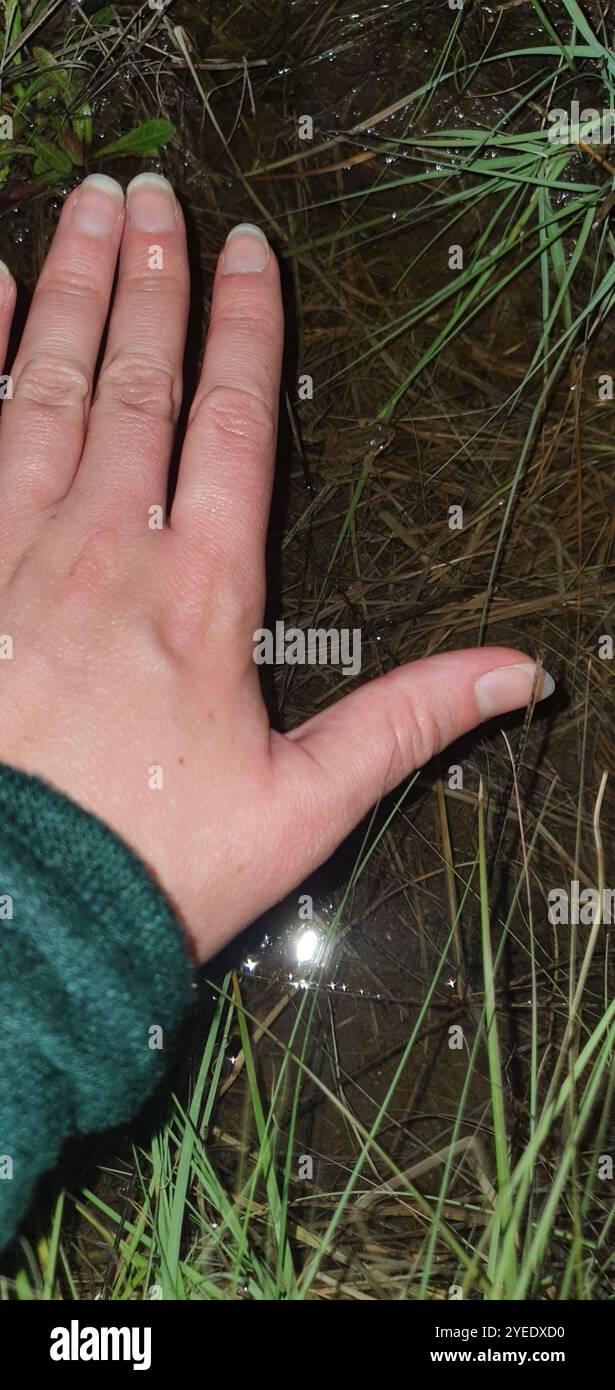 Common Eastern Froglet (Crinia signifera Stock Photo - Alamy