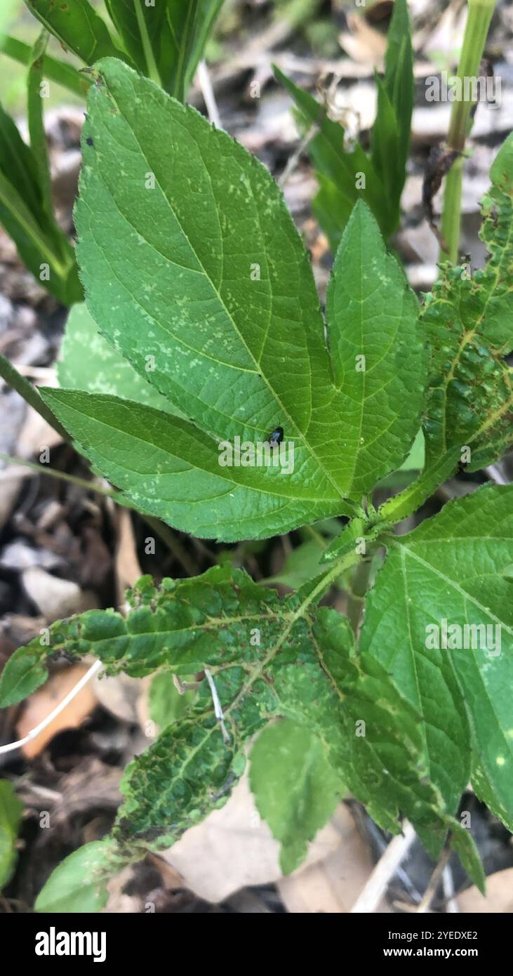 giant ragweed (Ambrosia trifida Stock Photo - Alamy