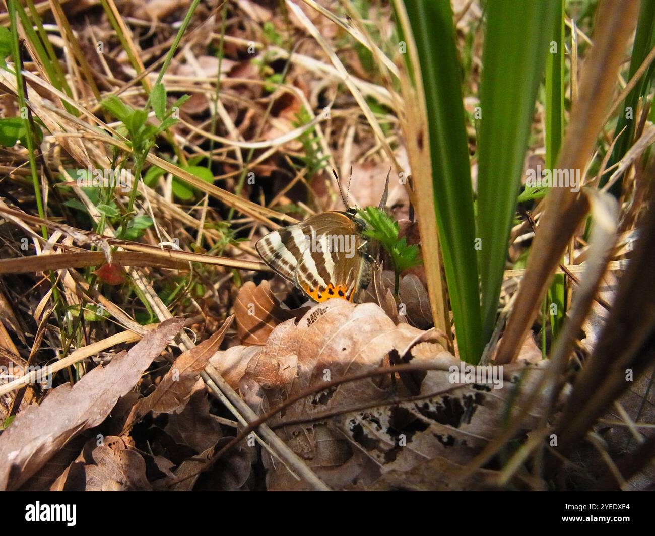 Japanese Flash (Rapala arata Stock Photo - Alamy