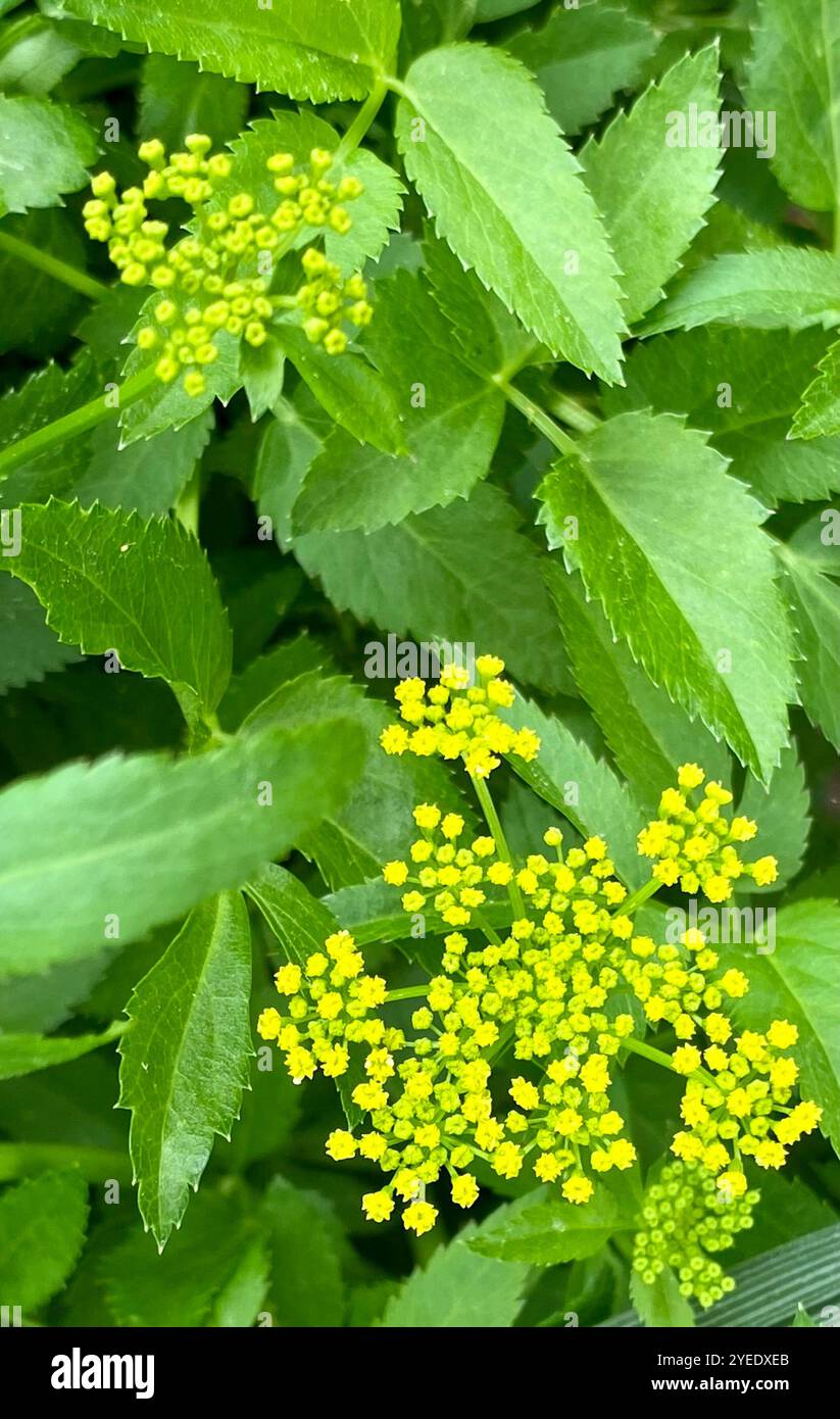 golden Alexanders (Zizia aurea Stock Photo - Alamy