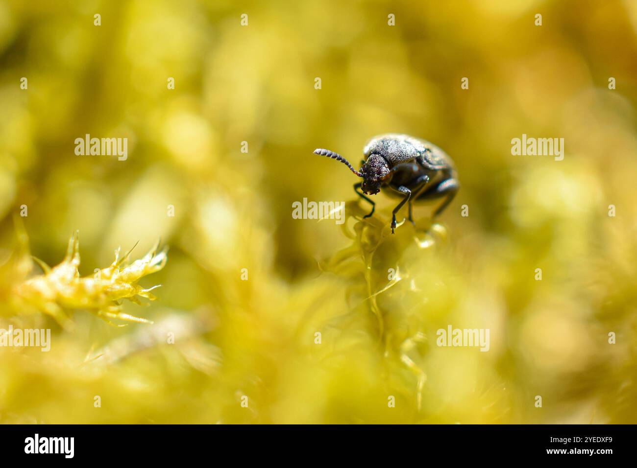 Broom Seed Beetle (Bruchidius villosus Stock Photo - Alamy