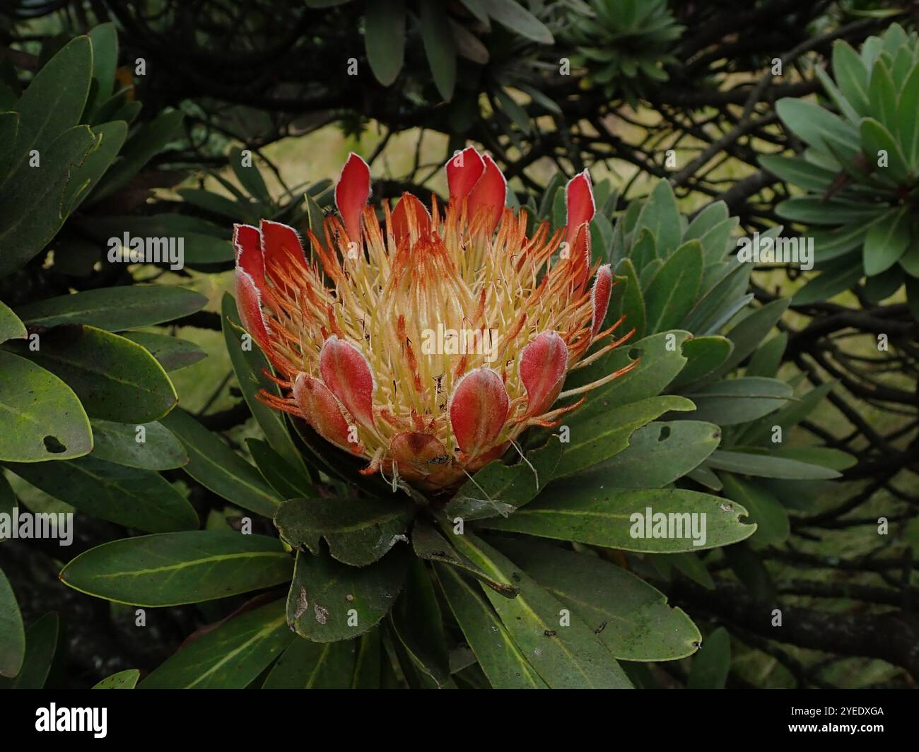 Tall Silver Sugarbush (Protea roupelliae roupelliae Stock Photo - Alamy