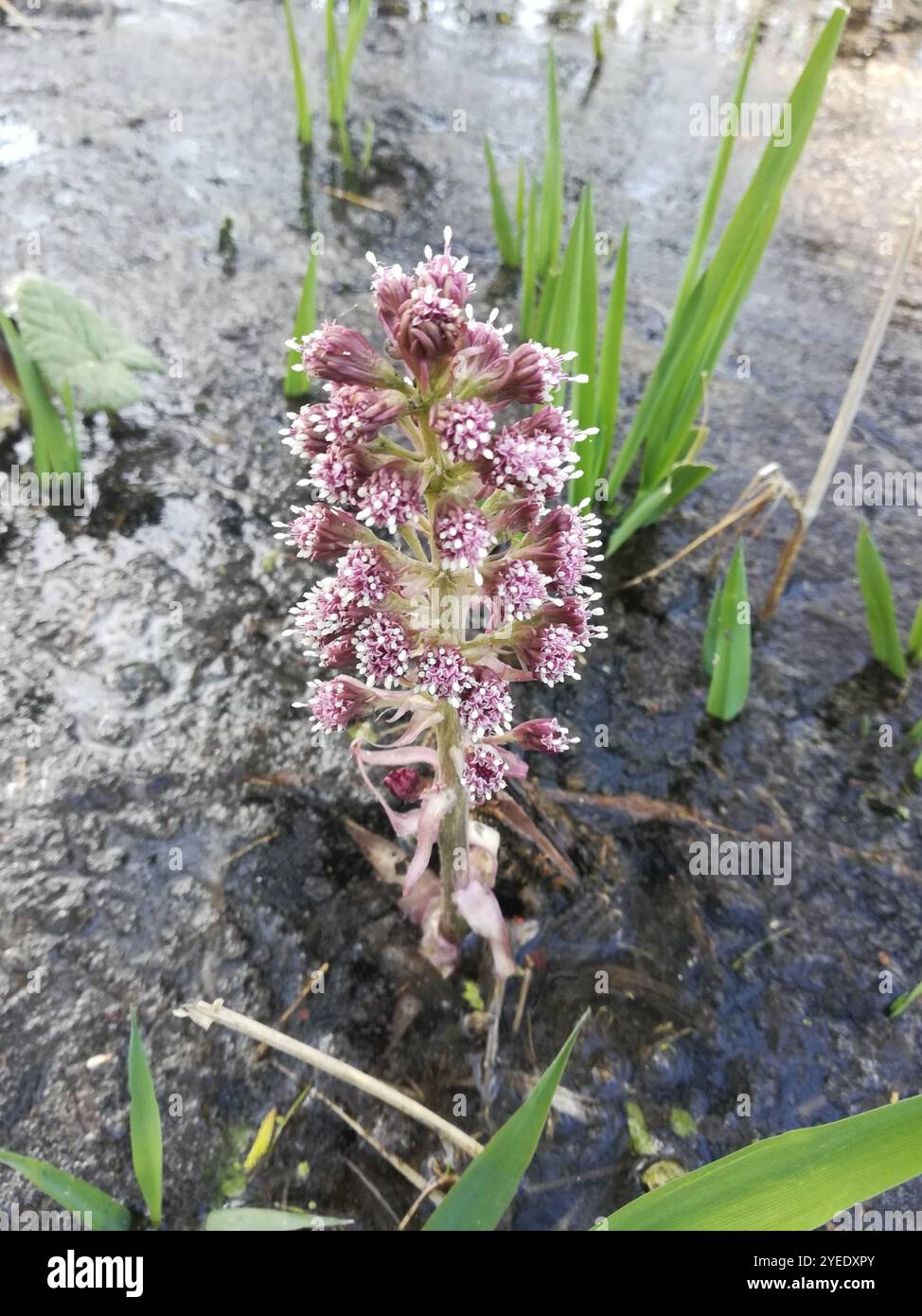 Common Butterbur (Petasites hybridus Stock Photo - Alamy