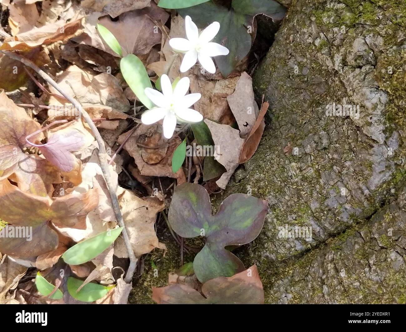 sharp-lobed hepatica (Hepatica acutiloba Stock Photo - Alamy