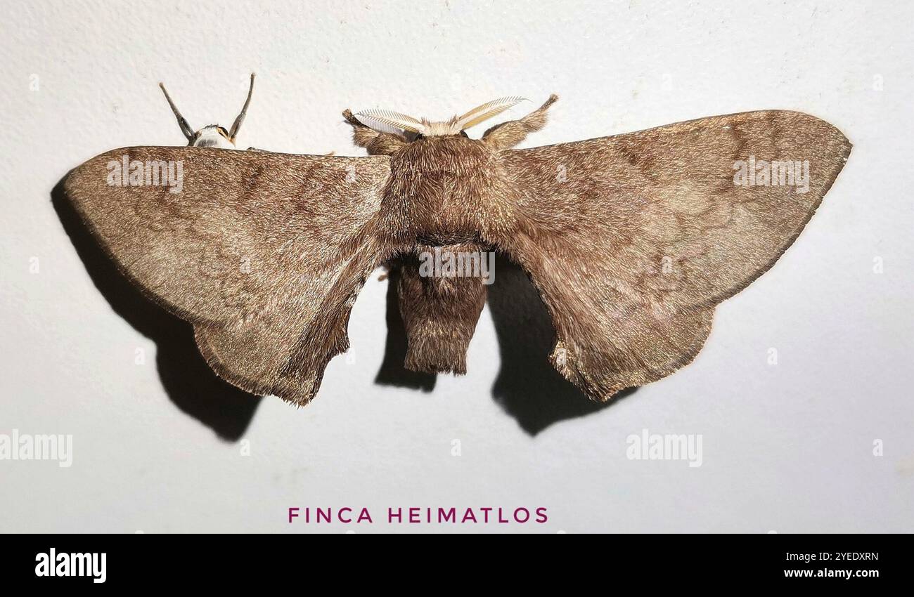 Epia hi-res stock photography and images - Alamy