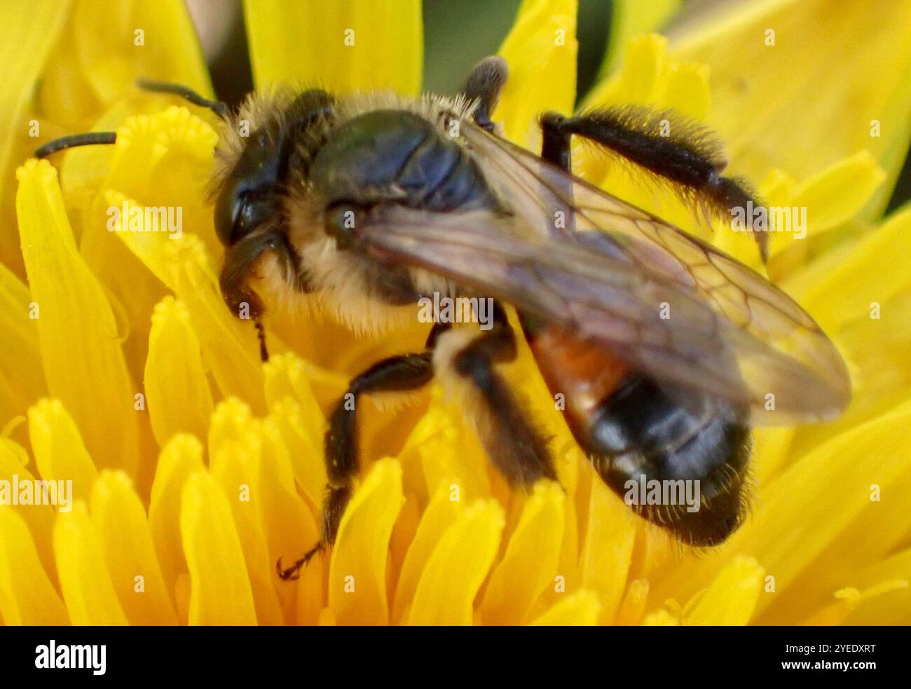 Perkins' Mining Bee (Andrena rosae Stock Photo - Alamy
