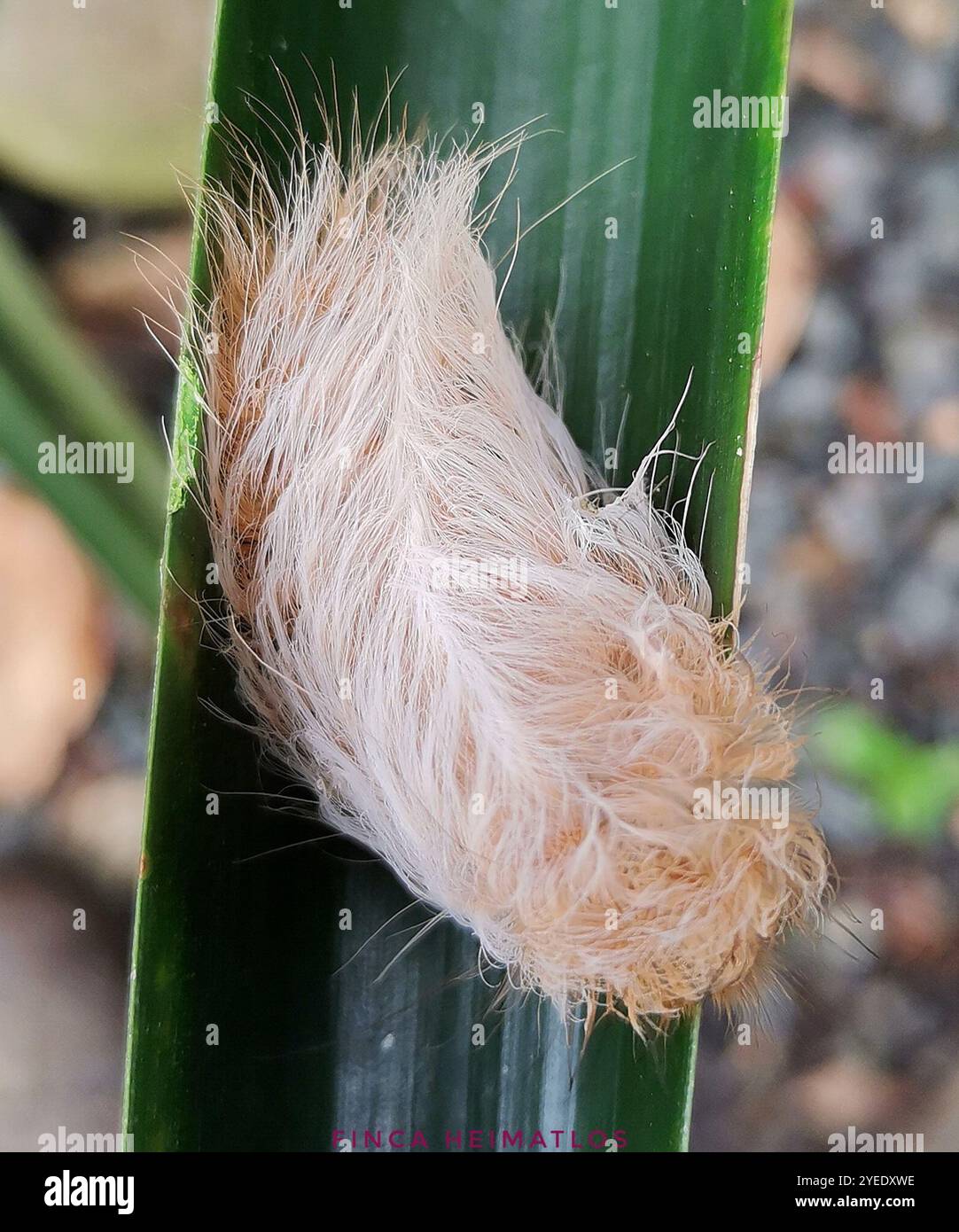 New World Flannel Moths (Megalopygidae Stock Photo - Alamy