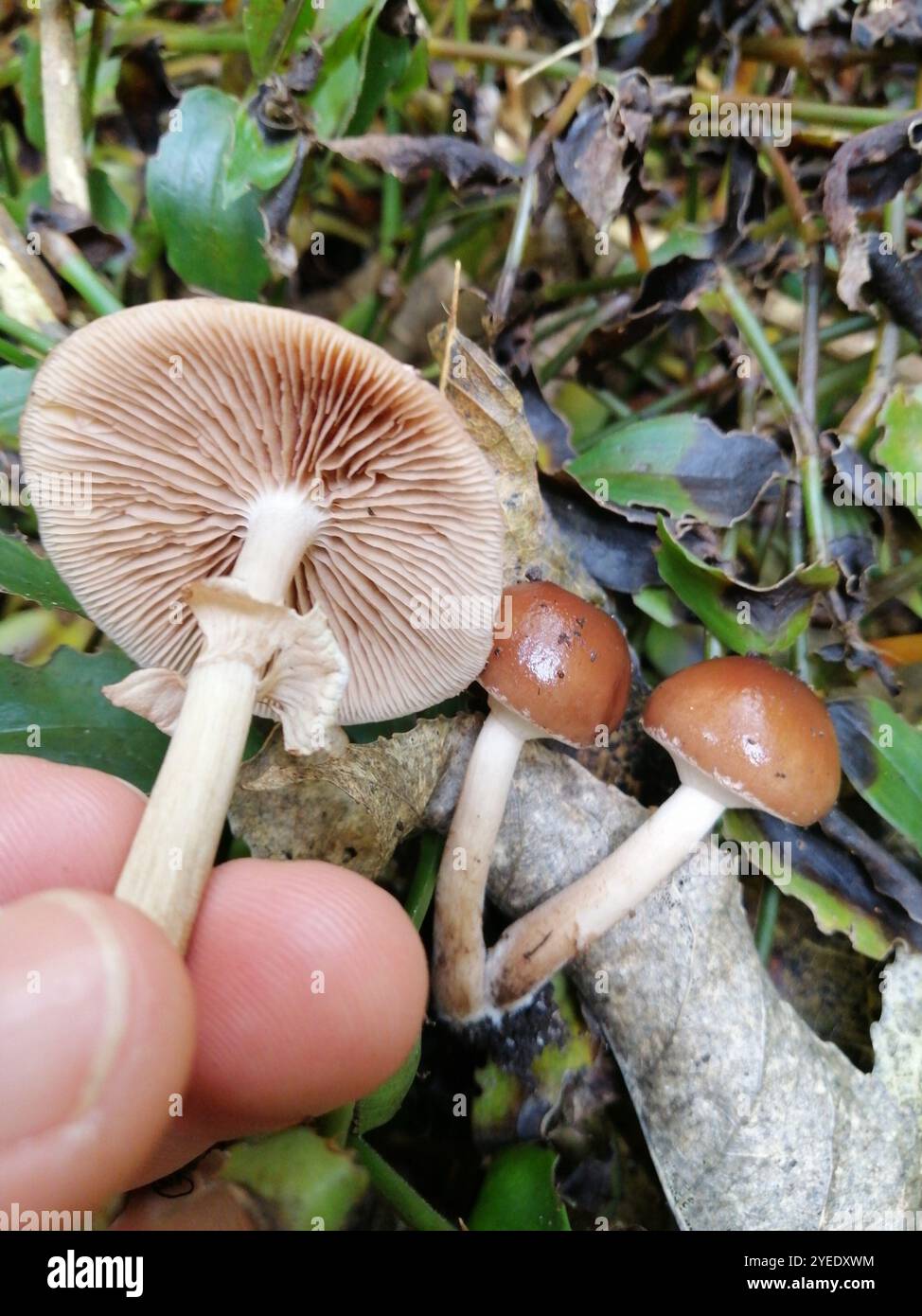 Cyclocybe erebia hi-res stock photography and images - Alamy