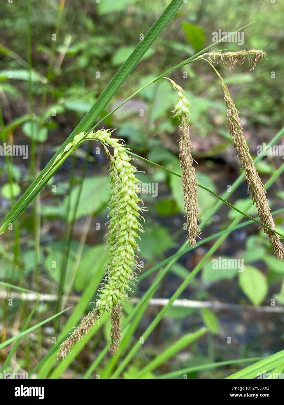 nodding sedge (Carex gynandra Stock Photo - Alamy