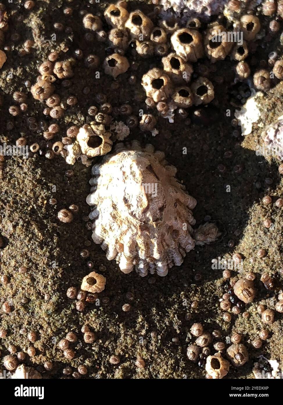 Rough Limpet (Lottia scabra Stock Photo - Alamy