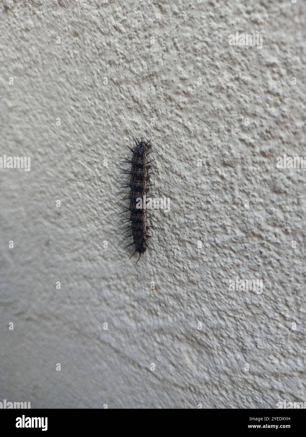 Dione vanillae maculosa hi-res stock photography and images - Alamy