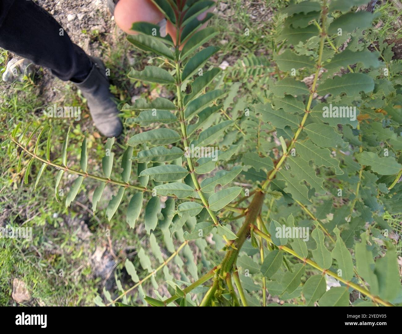 Rattlebush (Sesbania drummondii Stock Photo - Alamy