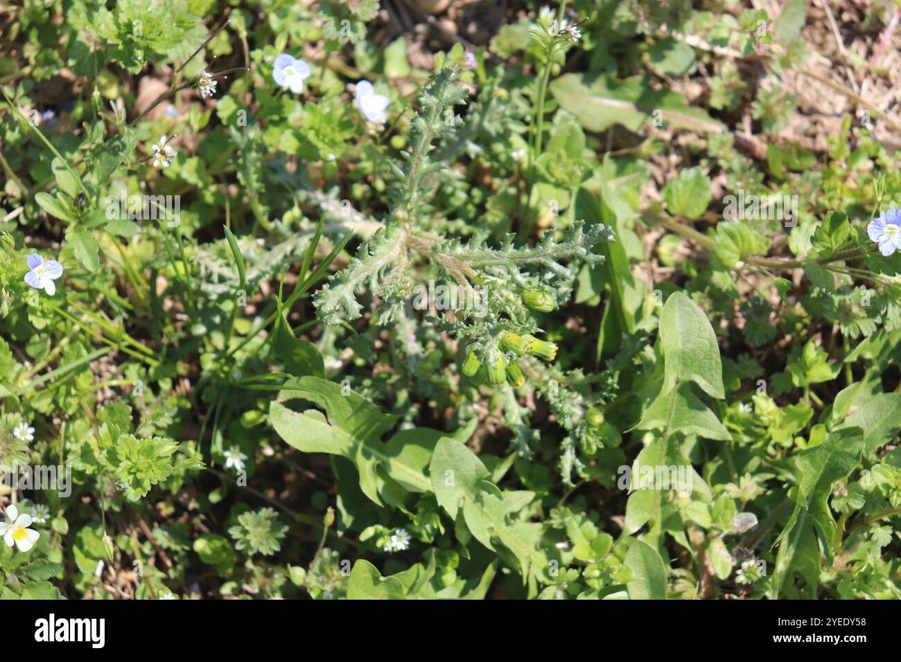 common groundsel (Senecio vulgaris Stock Photo - Alamy