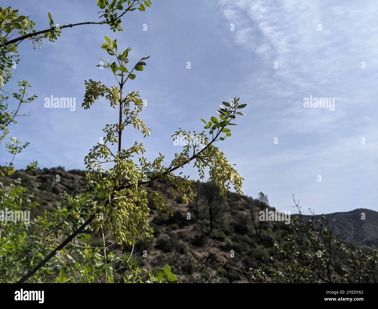 California Ash (Fraxinus dipetala Stock Photo - Alamy