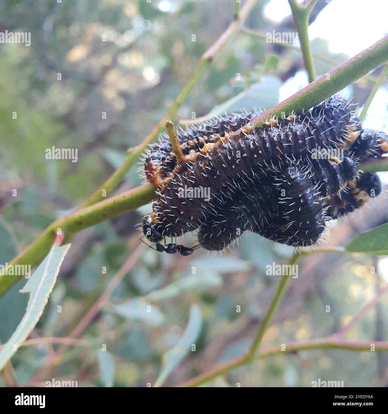 Pergidae hi-res stock photography and images - Alamy