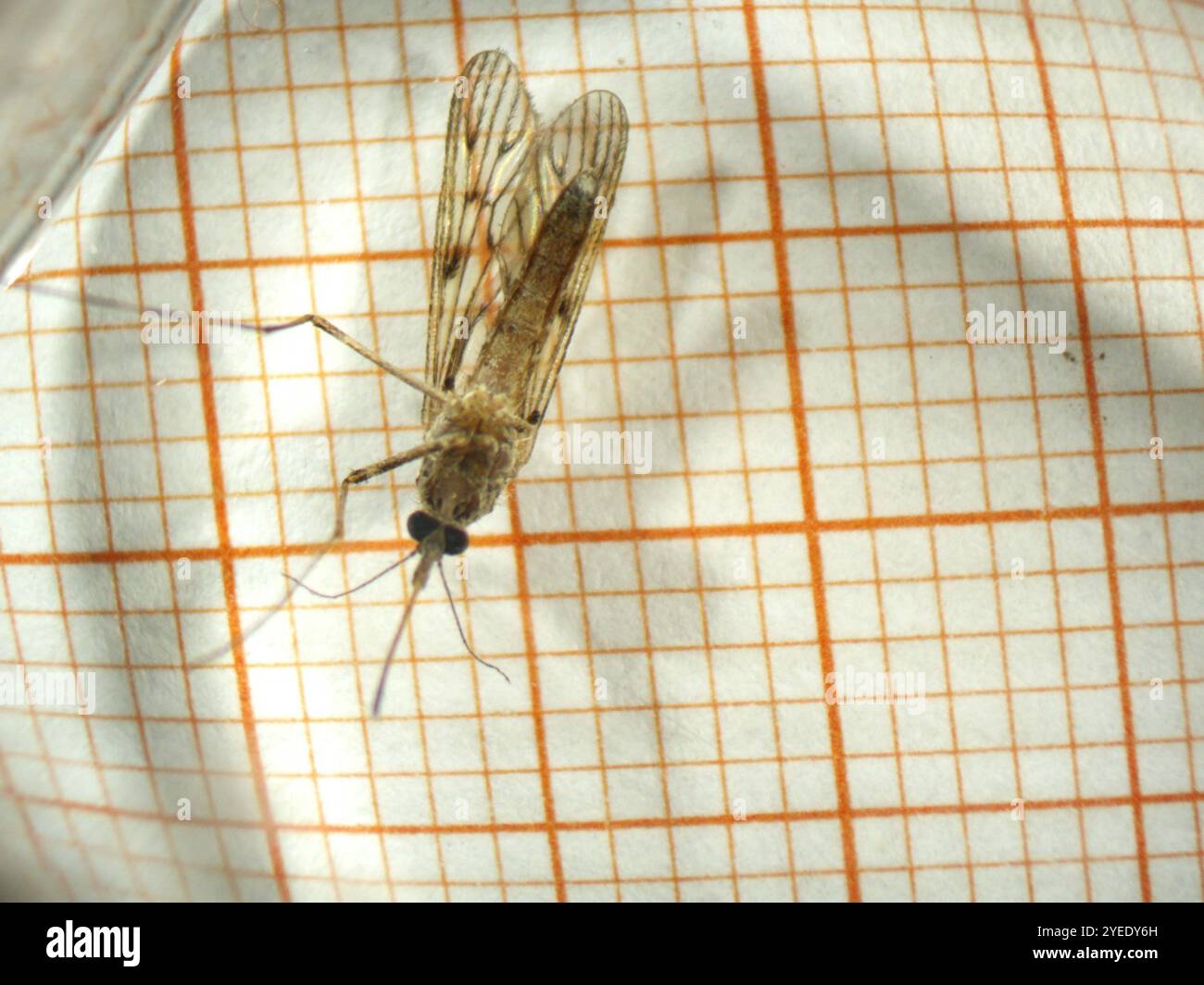 Banded house mosquito (Culiseta annulata Stock Photo - Alamy