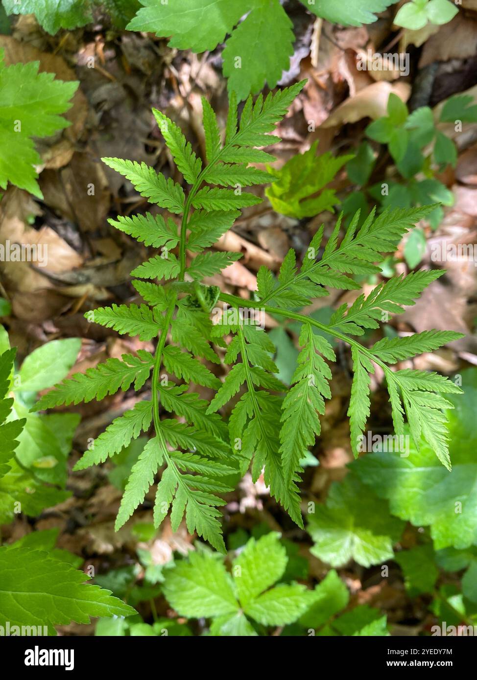rattlesnake fern (Botrypus virginianus Stock Photo - Alamy