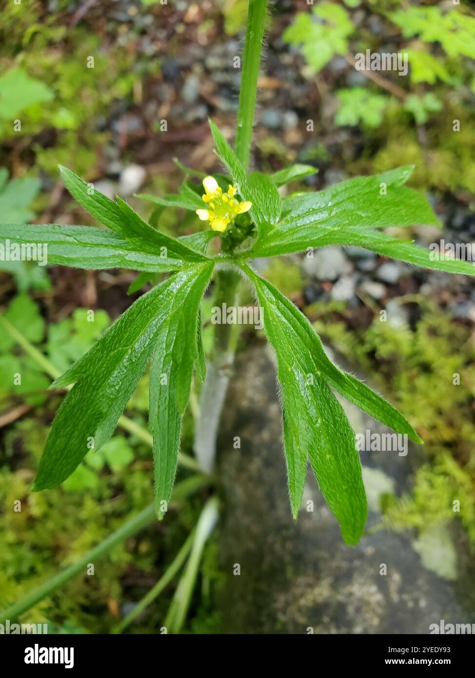 woodland buttercup (Ranunculus uncinatus Stock Photo - Alamy