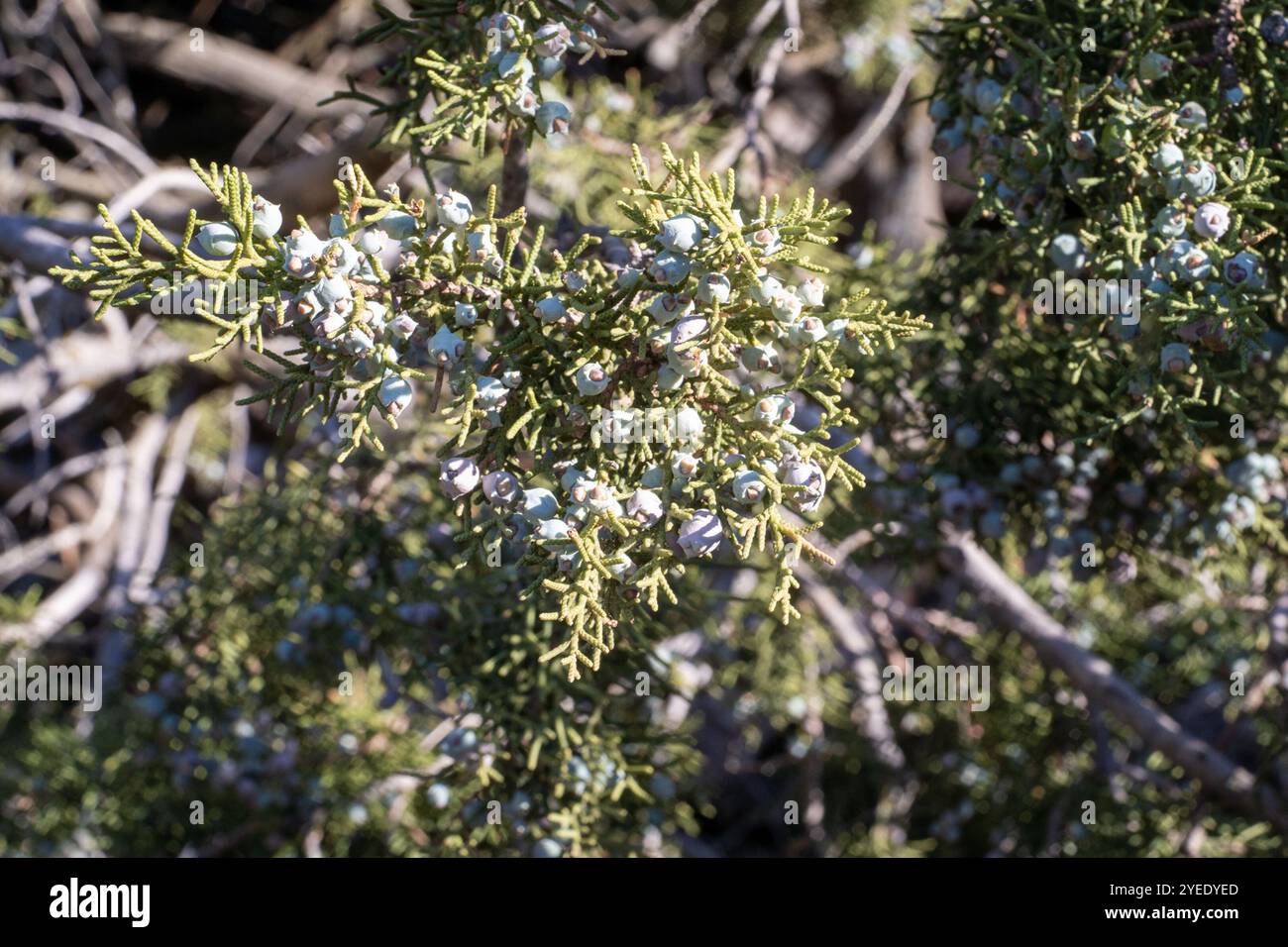 California juniper (Juniperus californica Stock Photo - Alamy