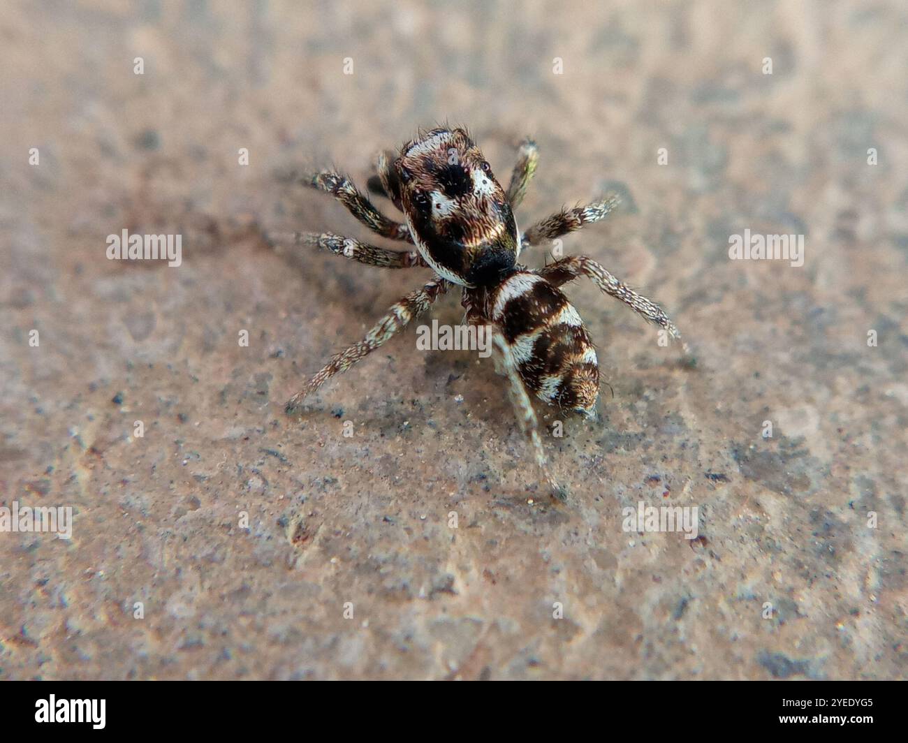Zebra Jumping Spider (Salticus scenicus Stock Photo - Alamy