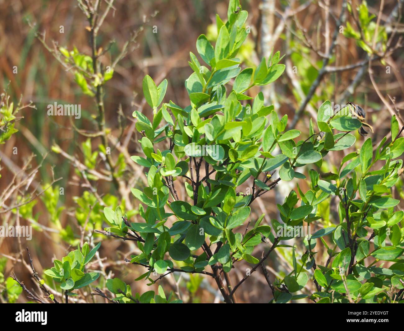 Bootlace Plant (Wikstroemia indica Stock Photo - Alamy