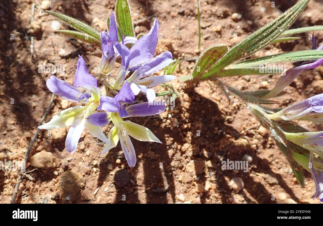 Baboon root hi-res stock photography and images - Alamy