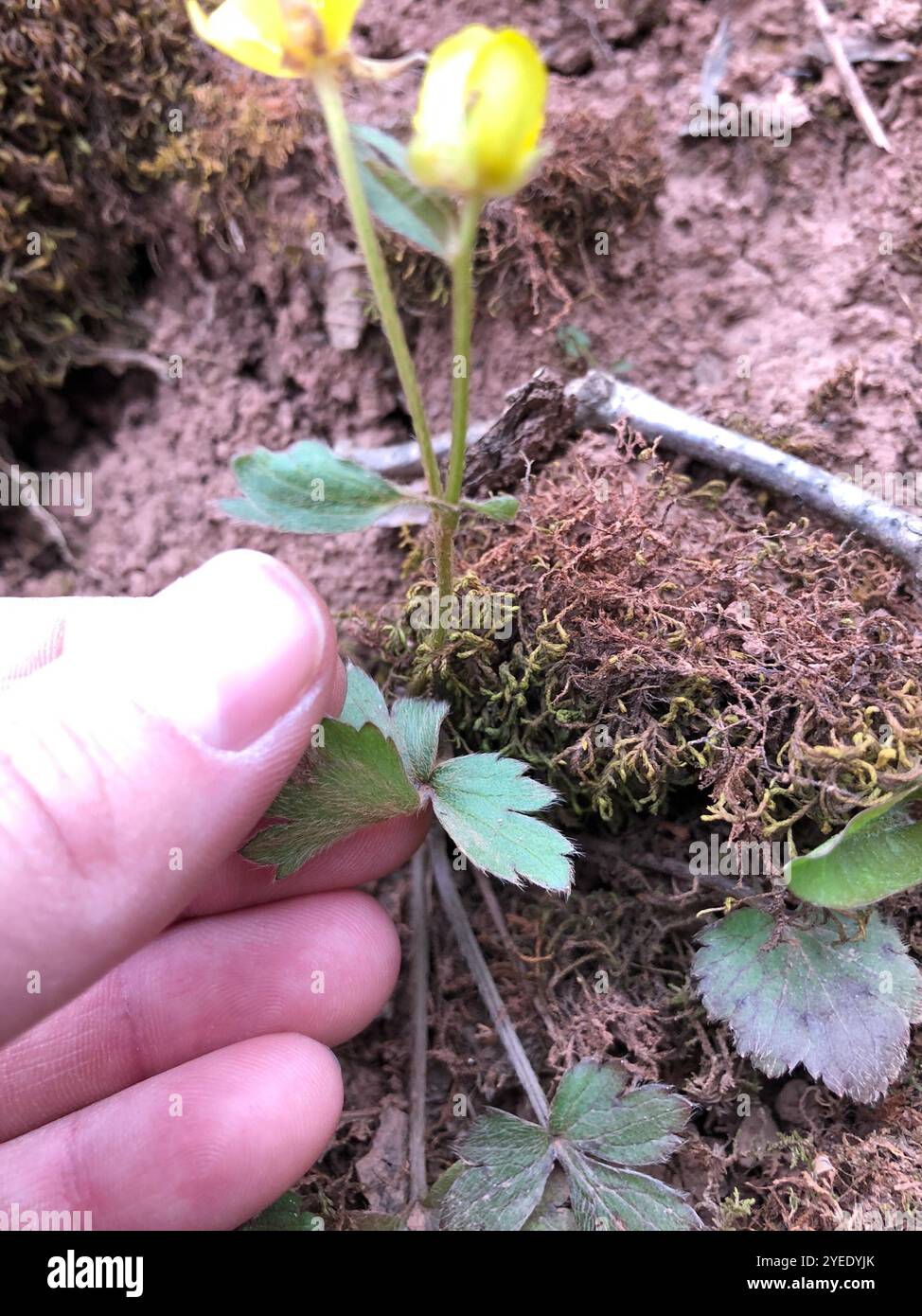 Ranunculus hispidus hi-res stock photography and images - Alamy
