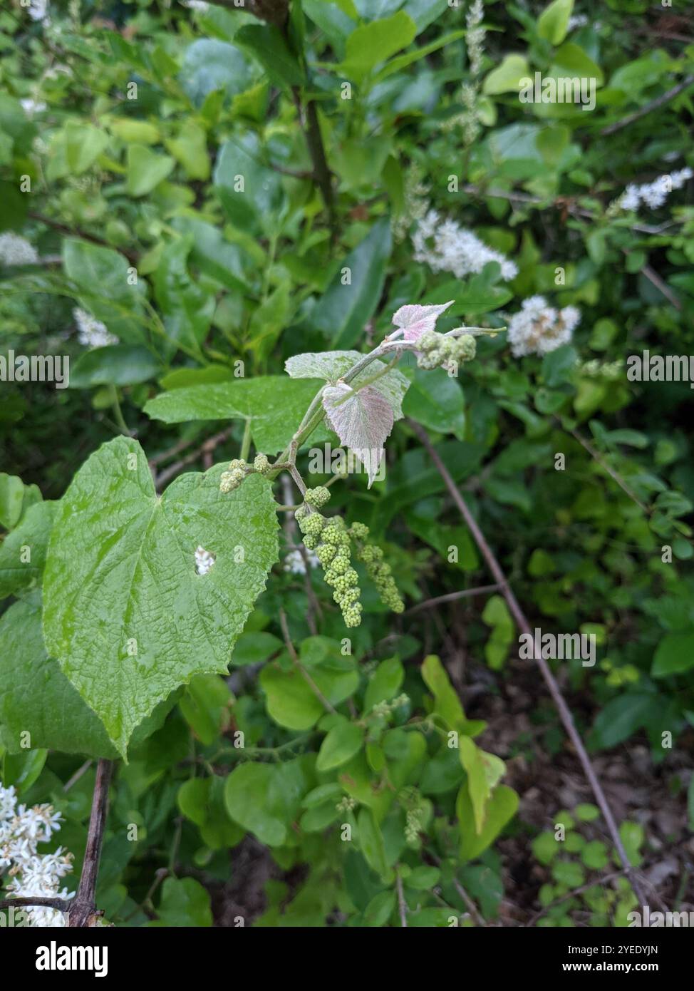 graybark grape (Vitis cinerea Stock Photo - Alamy
