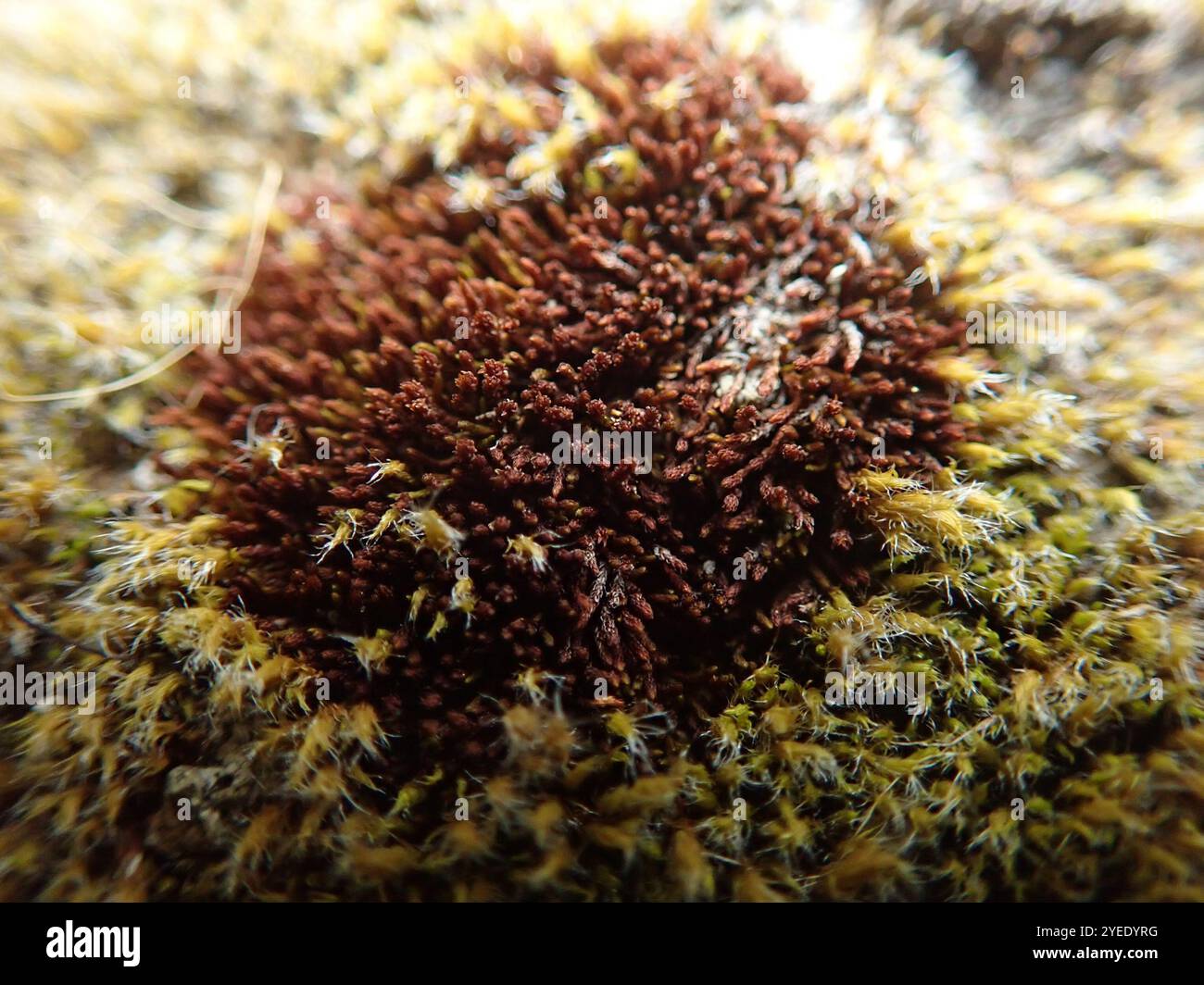 Black Rock Moss (Andreaea rupestris Stock Photo - Alamy