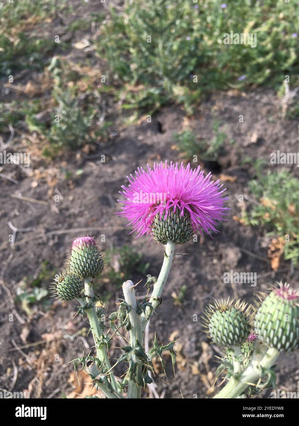 Texas Thistle (Cirsium texanum Stock Photo - Alamy