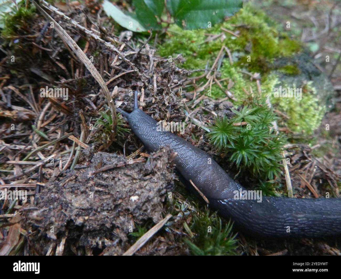Ash black slug hi-res stock photography and images - Alamy