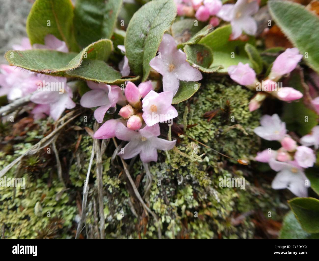 trailing arbutus (Epigaea repens Stock Photo - Alamy