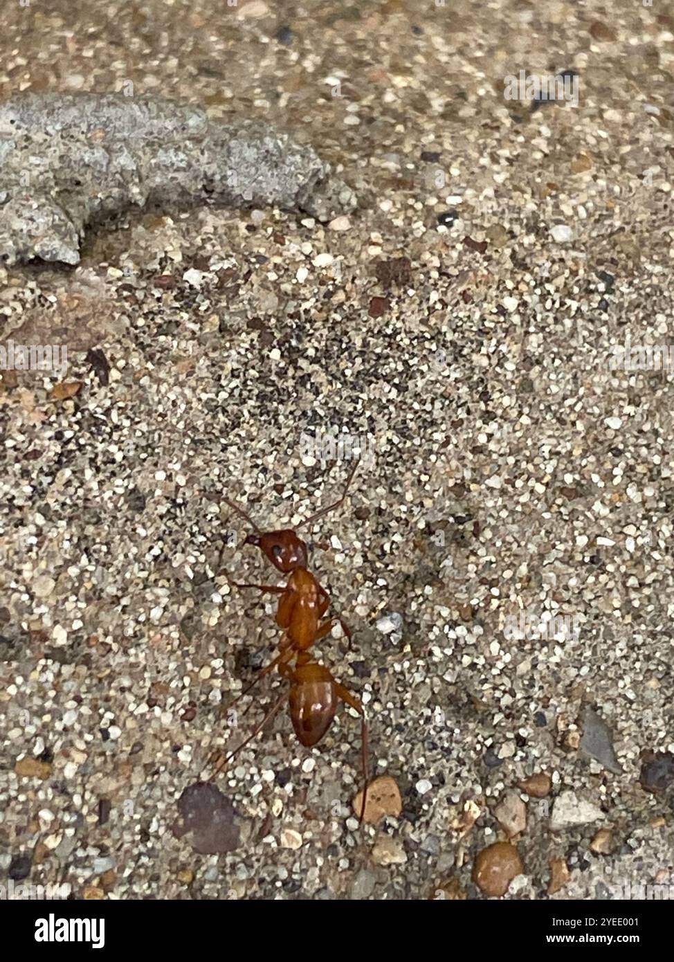 Chestnut Carpenter Ant (Camponotus castaneus Stock Photo - Alamy