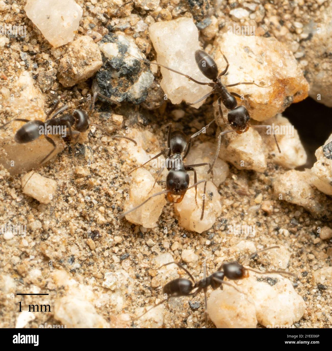 Pyramid Ants (Dorymyrmex Stock Photo - Alamy