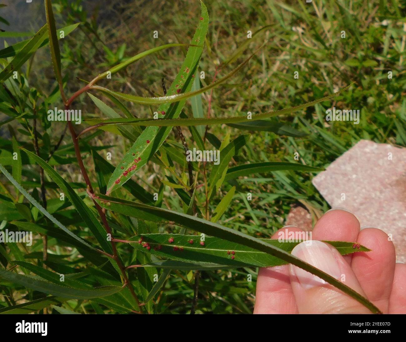 Aculus tetanothrix hi-res stock photography and images - Alamy