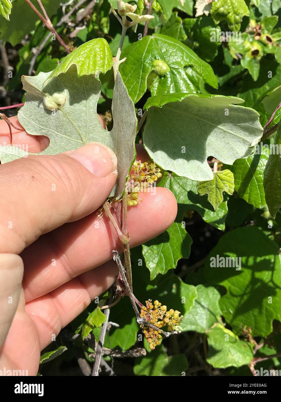 mustang grape (Vitis mustangensis Stock Photo - Alamy