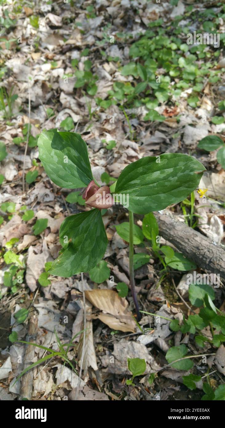 Trillium recurvatum recurvatum hi-res stock photography and images - Alamy