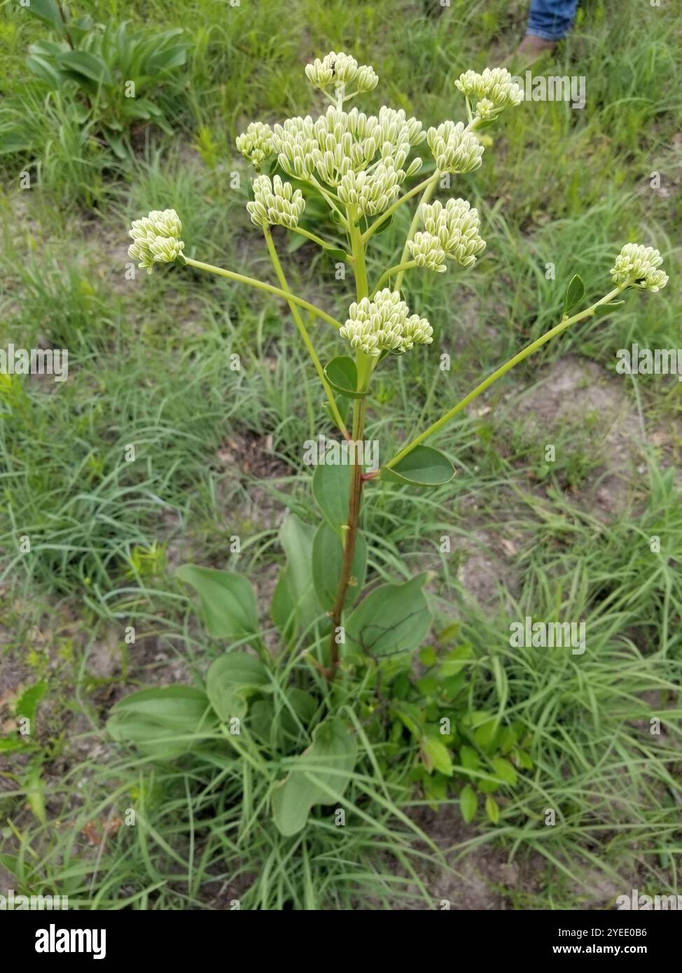 prairie Indian plantain (Arnoglossum plantagineum Stock Photo - Alamy
