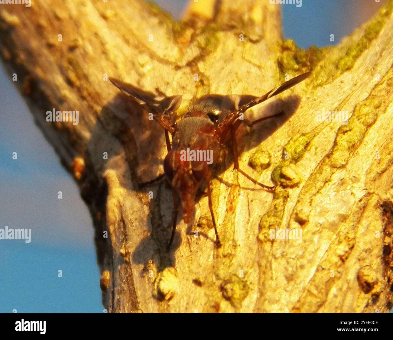 Common Picture-winged Fly (Delphinia picta Stock Photo - Alamy