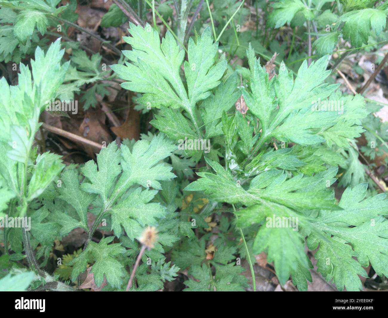 common mugwort (Artemisia vulgaris Stock Photo - Alamy