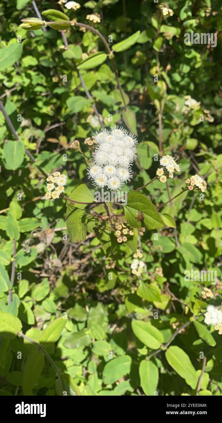 Crofton Weed (Ageratina adenophora Stock Photo - Alamy