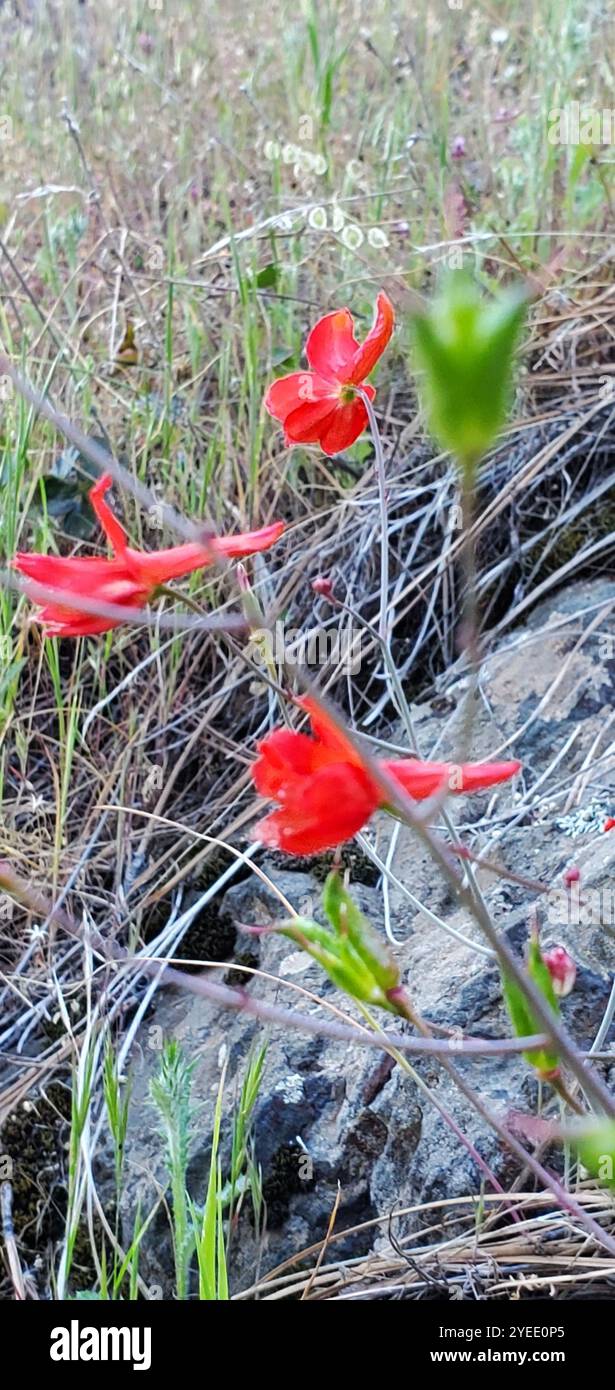 Red larkspur (Delphinium nudicaule Stock Photo - Alamy
