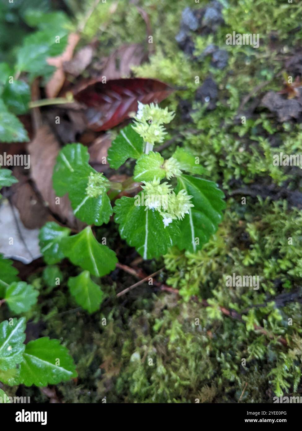 nettle family (Urticaceae Stock Photo - Alamy