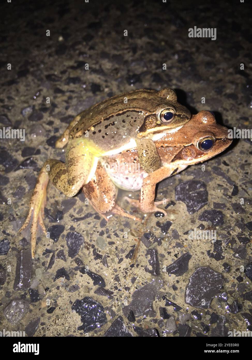 Wood Frog (Lithobates sylvaticus Stock Photo - Alamy