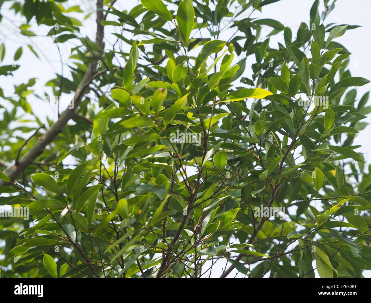 Magnolia compressa hi-res stock photography and images - Alamy